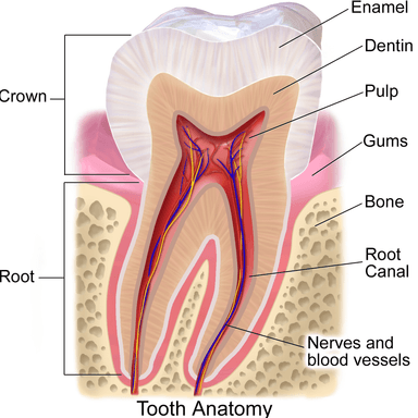 Tooth Anatomy Explained | Yorkshire Dental Suite