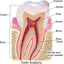 Tooth Anatomy Explained | Yorkshire Dental Suite